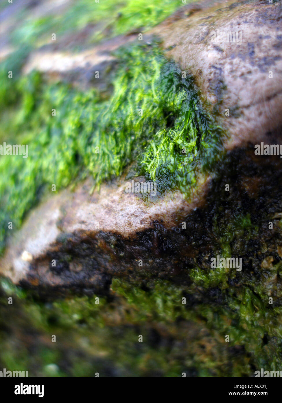 Moss growing on a rock Stock Photo - Alamy
