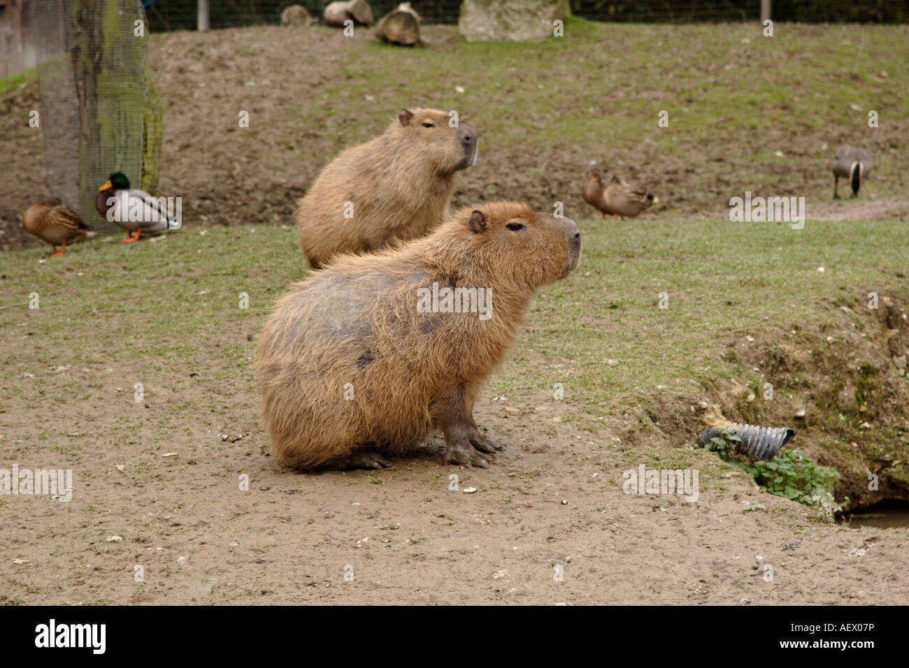 Capybara or Carpincho in captivity Hydrochoerus hydrochoerus Stock ...