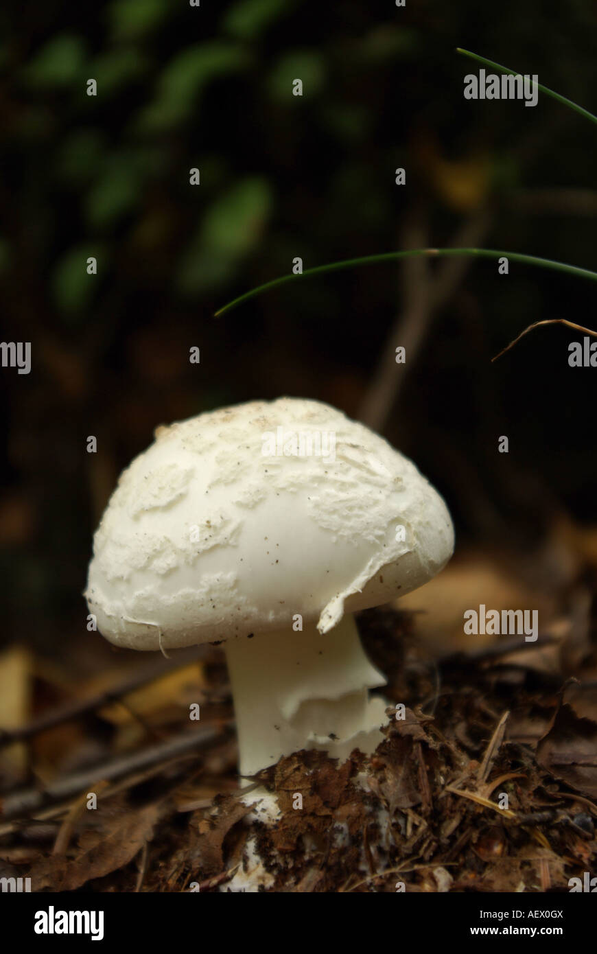 Brown beech mushroom hi-res stock photography and images - Alamy