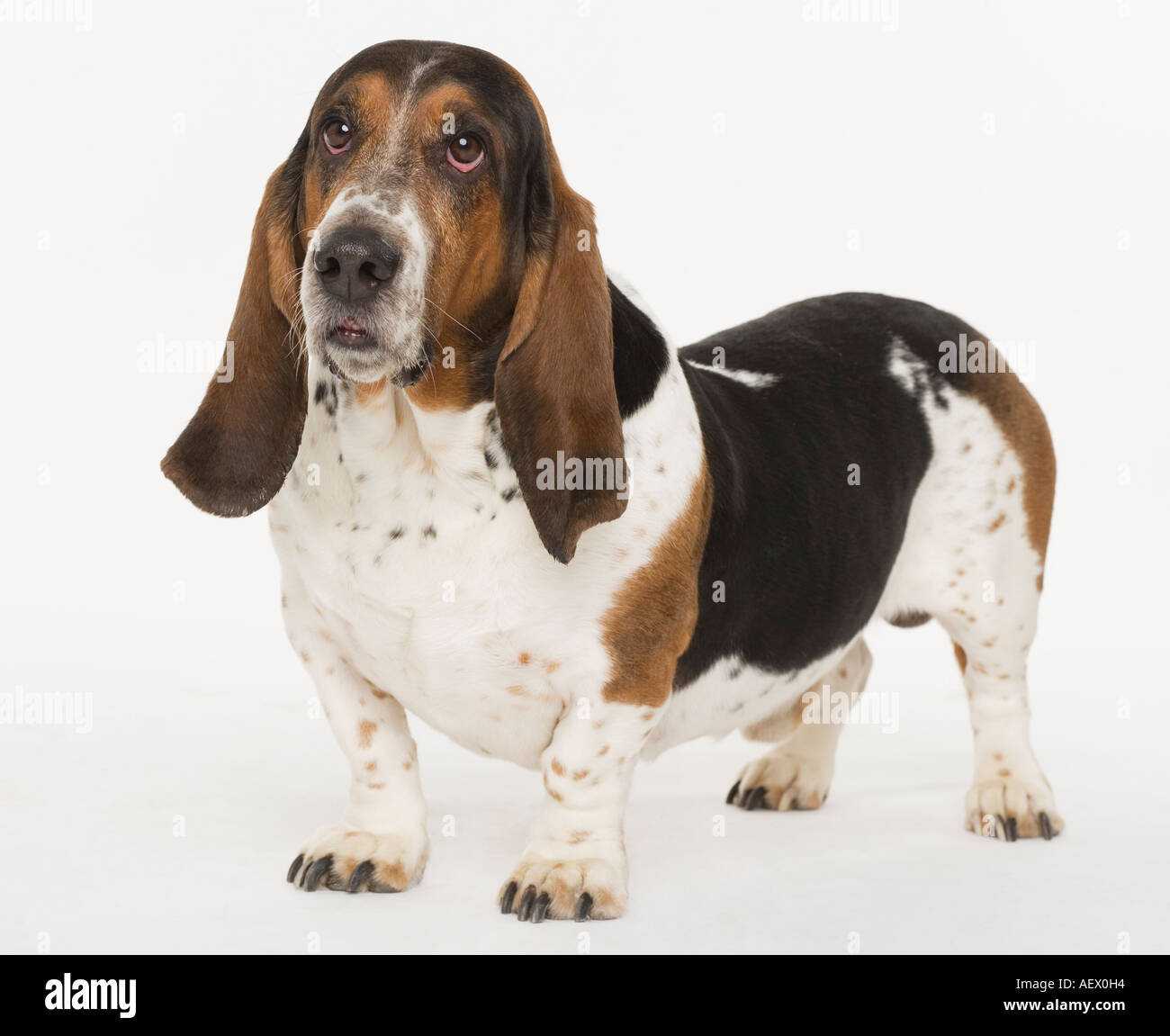 Portrait of a bassett hound Stock Photo - Alamy