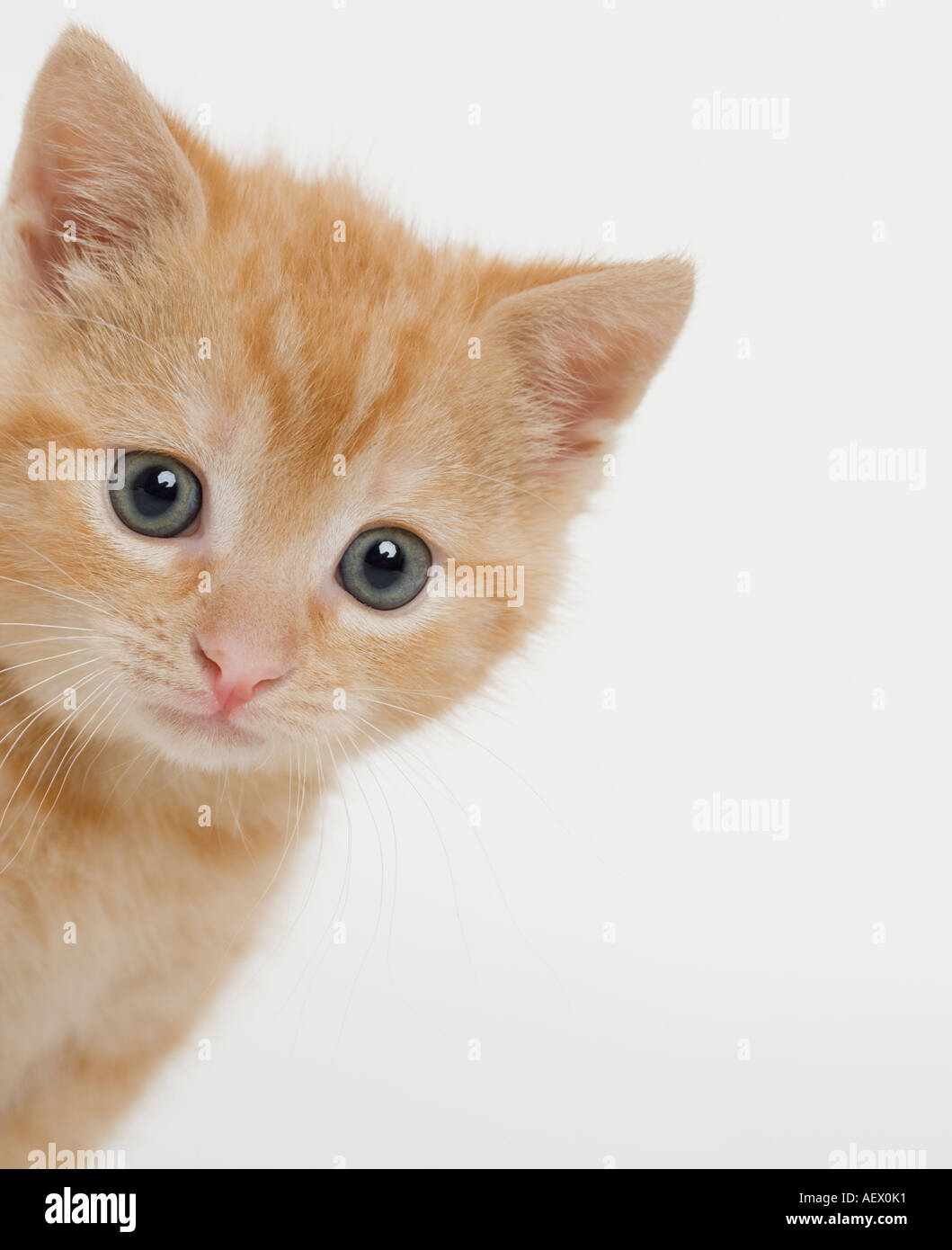 Headshot Of A Kitten High Resolution Stock Photography and Images - Alamy