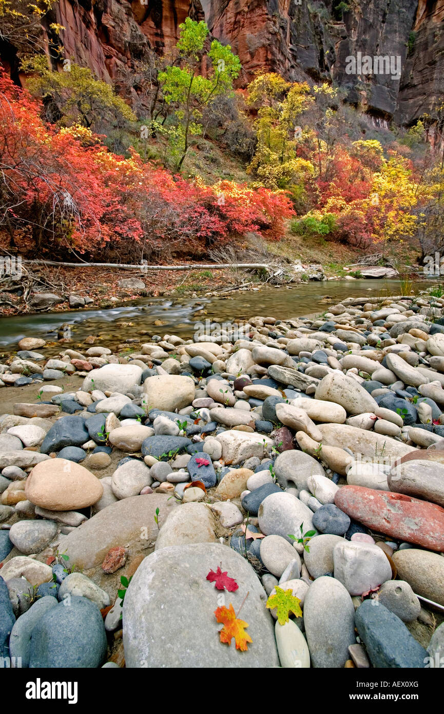 Autumn stream Zion national park Stock Photo - Alamy