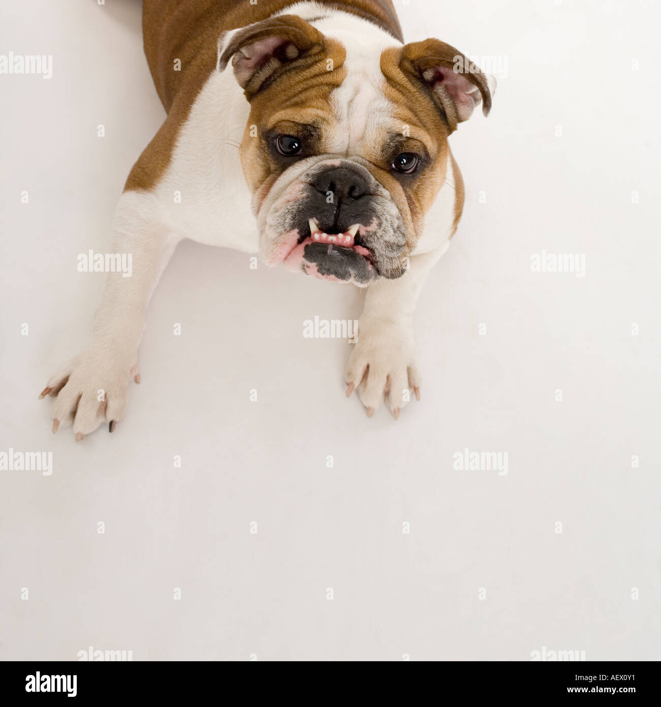 Bulldog looking up at camera Stock Photo - Alamy