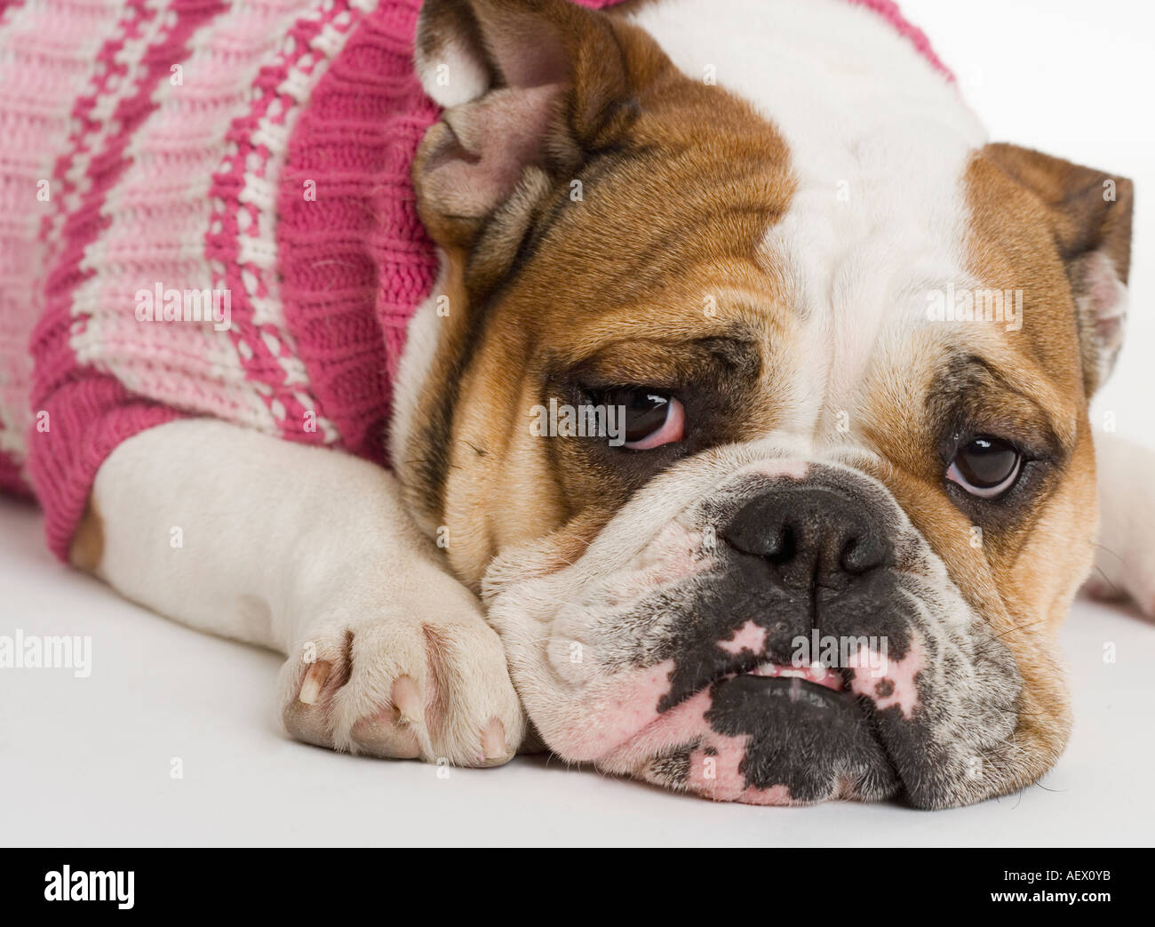 Bulldog posed hi-res stock photography and images - Alamy