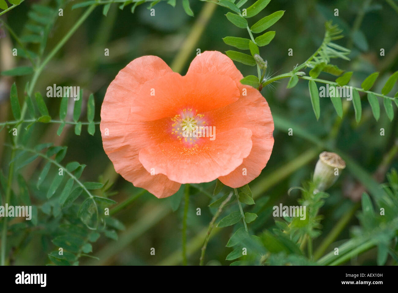 Poppy - papaver Stock Photo - Alamy