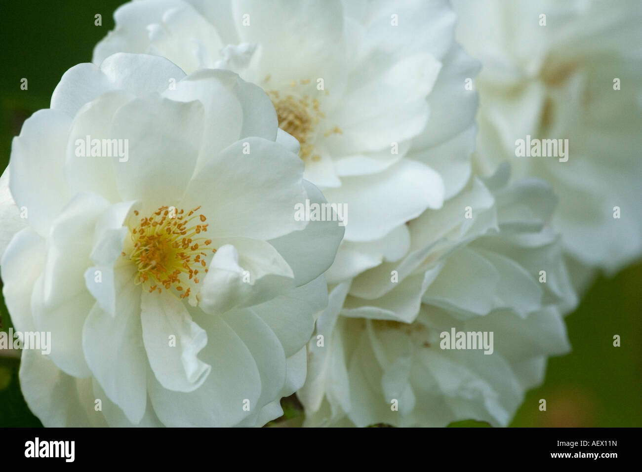 Rosa detail hi-res stock photography and images - Alamy
