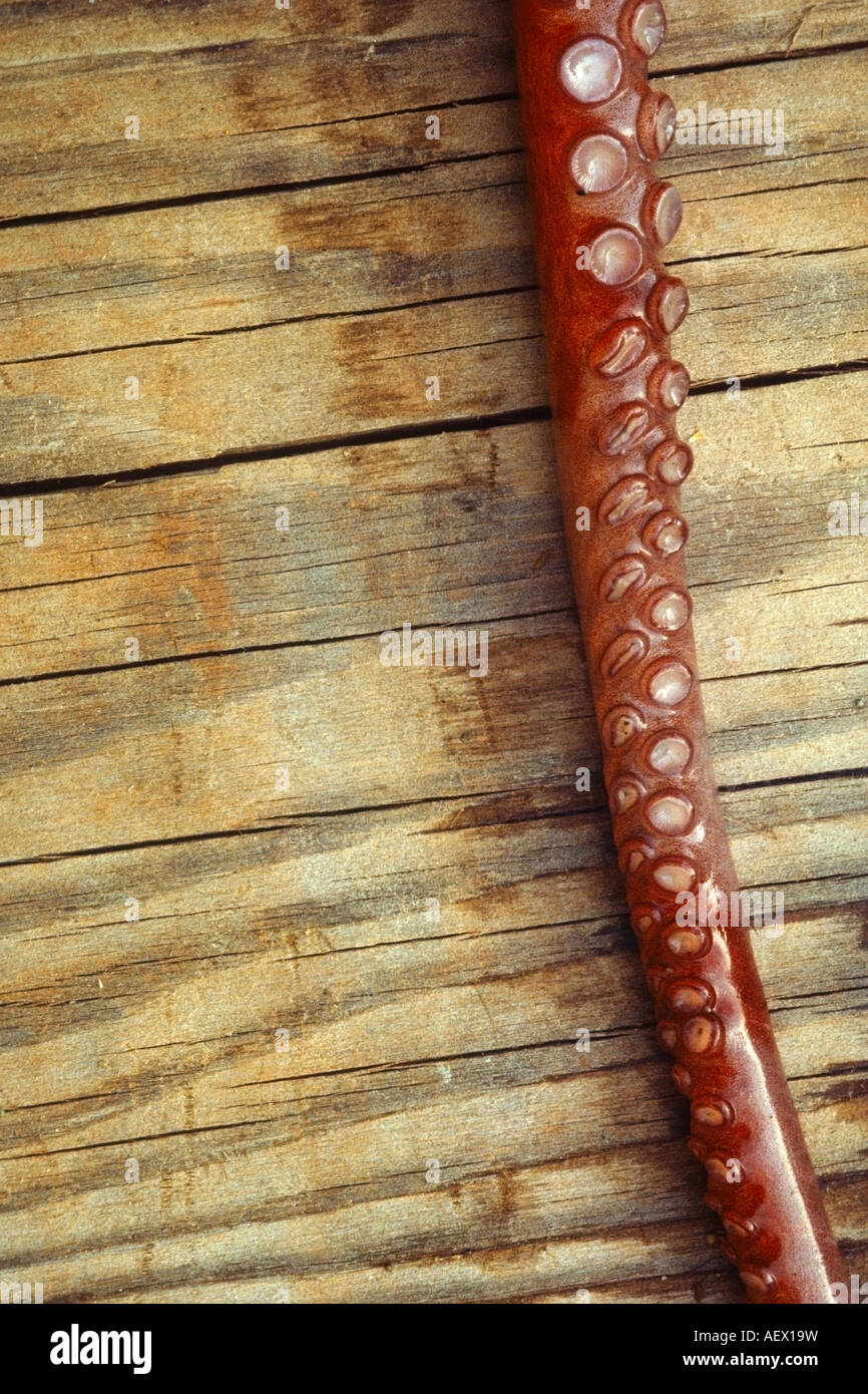 Abstract Close up of Giant Pacific Octopus OCTOPUS DOFLEINI Halibut ...