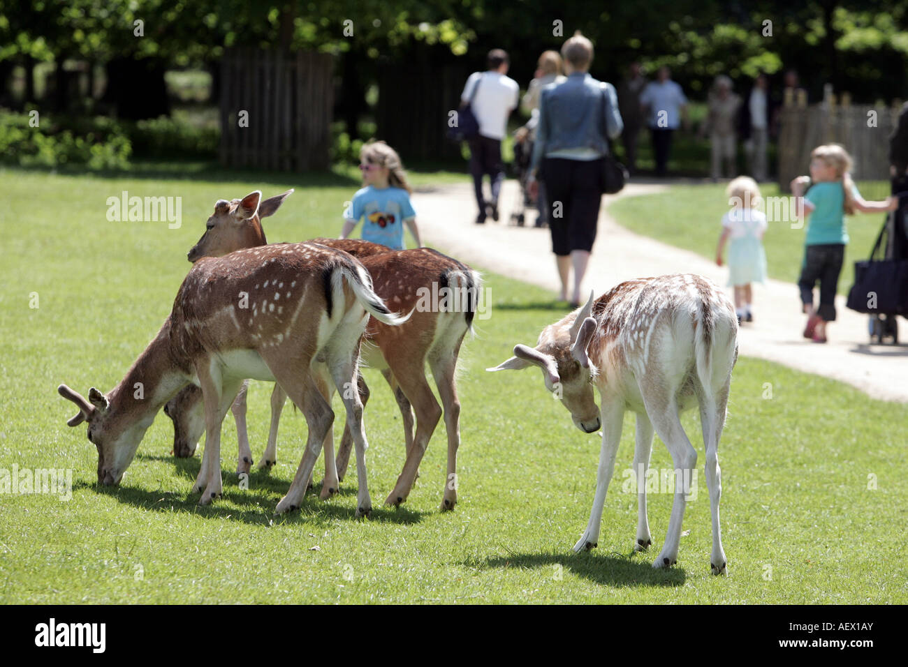 Spotted deer at play hi-res stock photography and images - Alamy