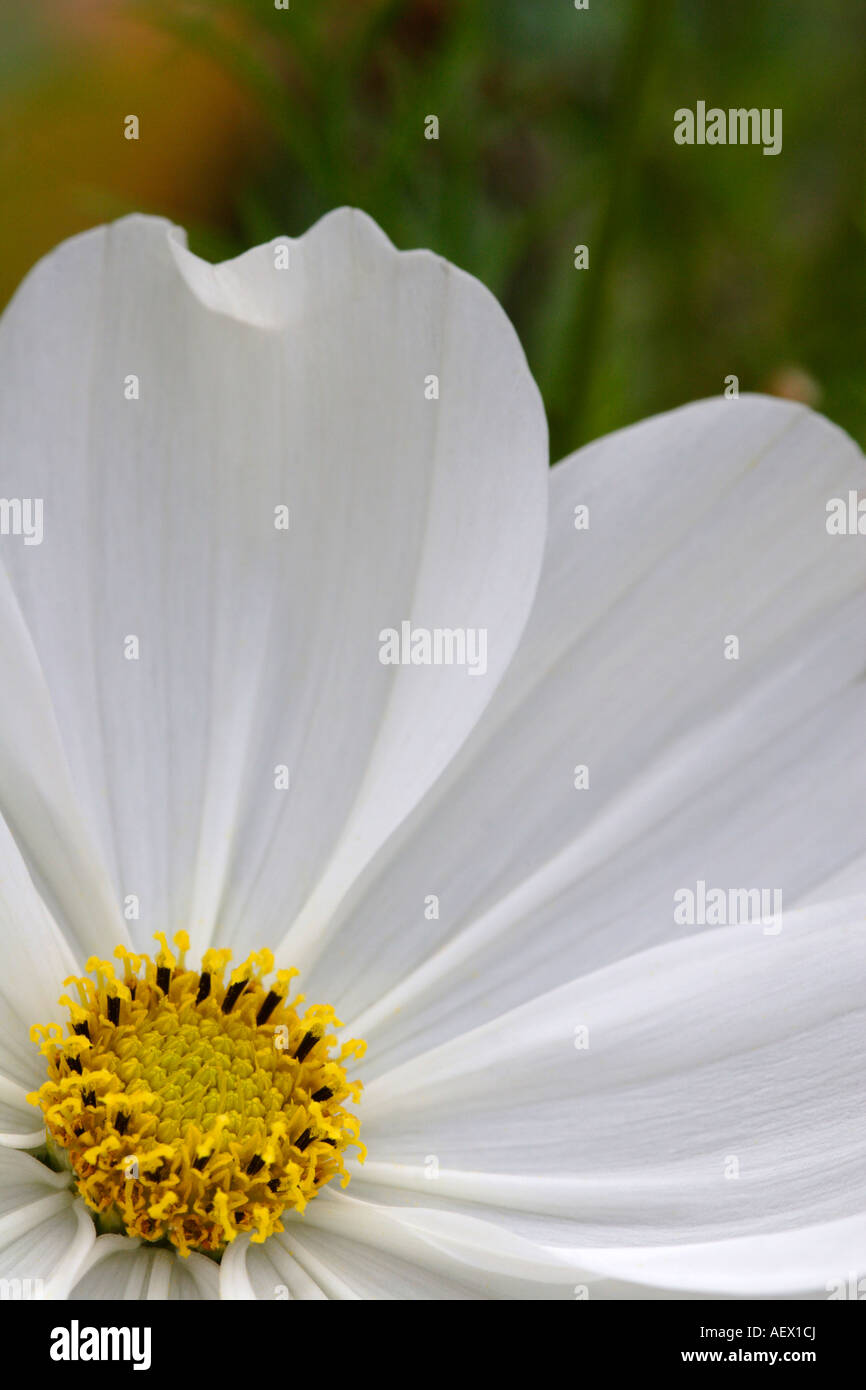 Cosmos bipinnatus 'purity white' close up Stock Photo - Alamy