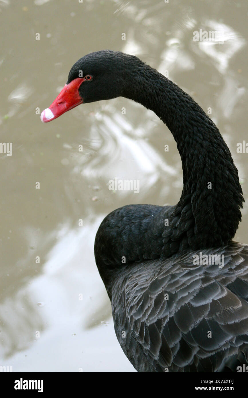 Black swan, red beak Stock Photo - Alamy