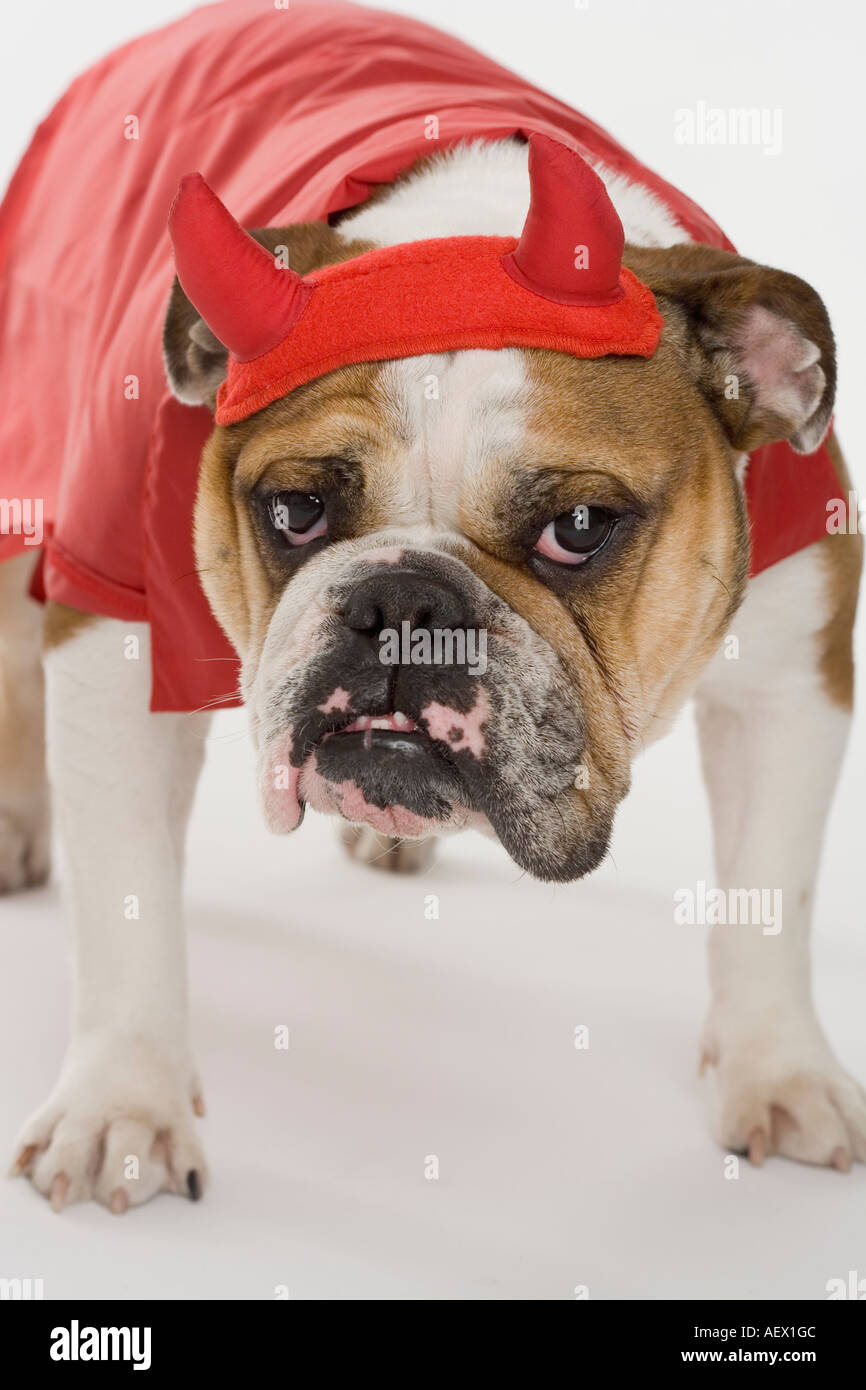 Devil dogs hi-res stock photography and images - Alamy