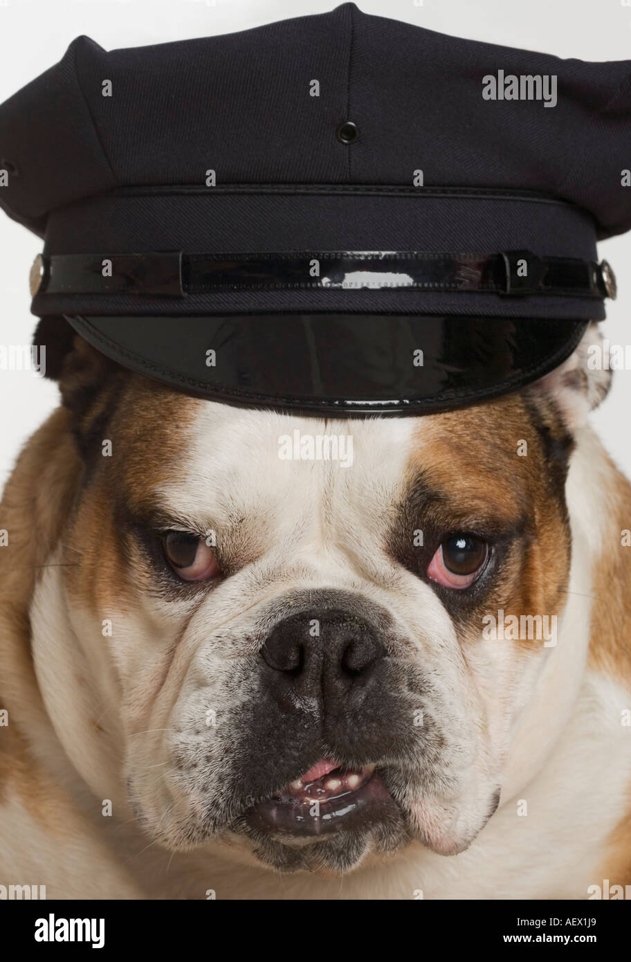 Bulldog dressed as a policeman Stock Photo - Alamy