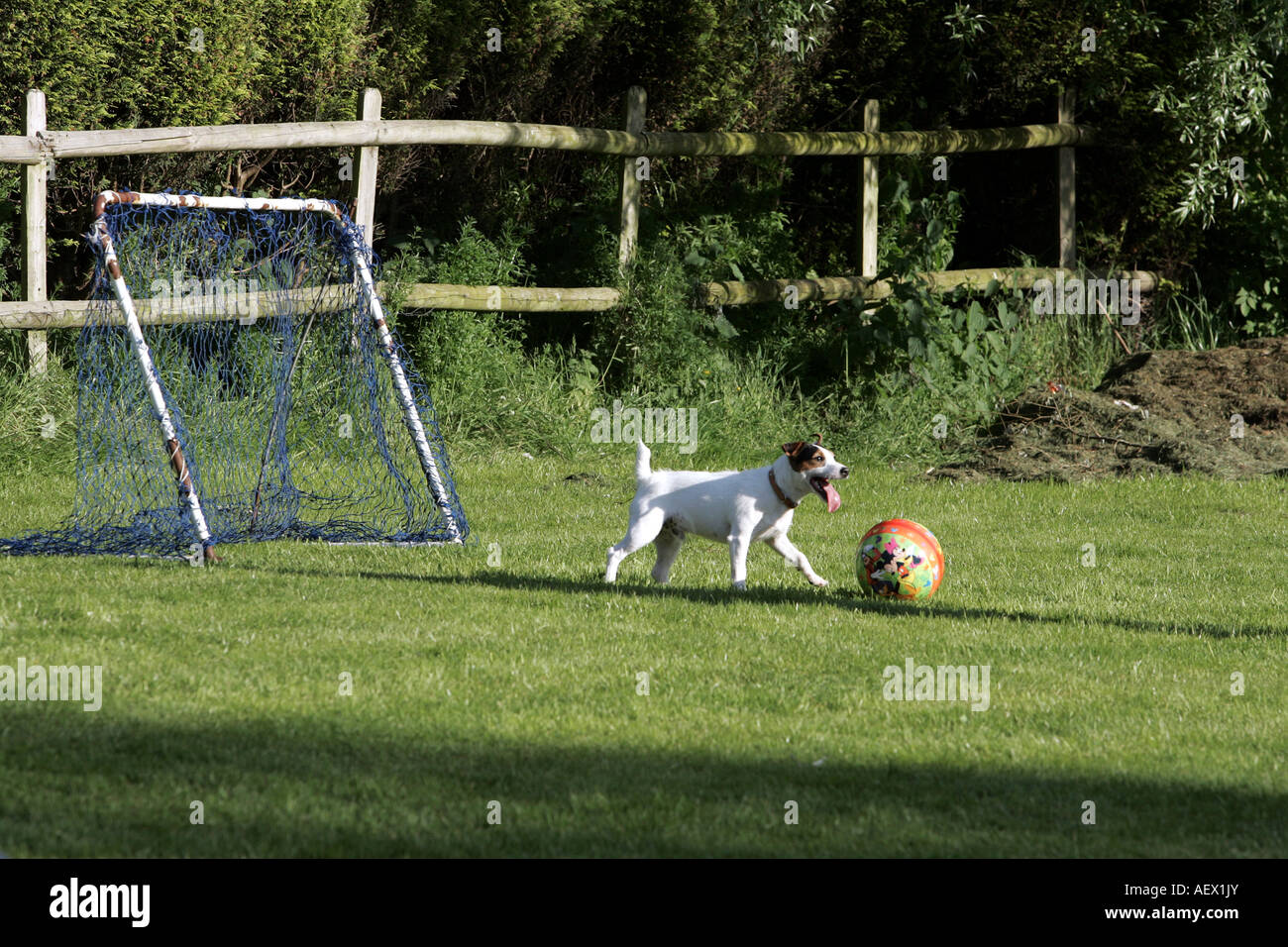 dog play football Stock Photo - Alamy