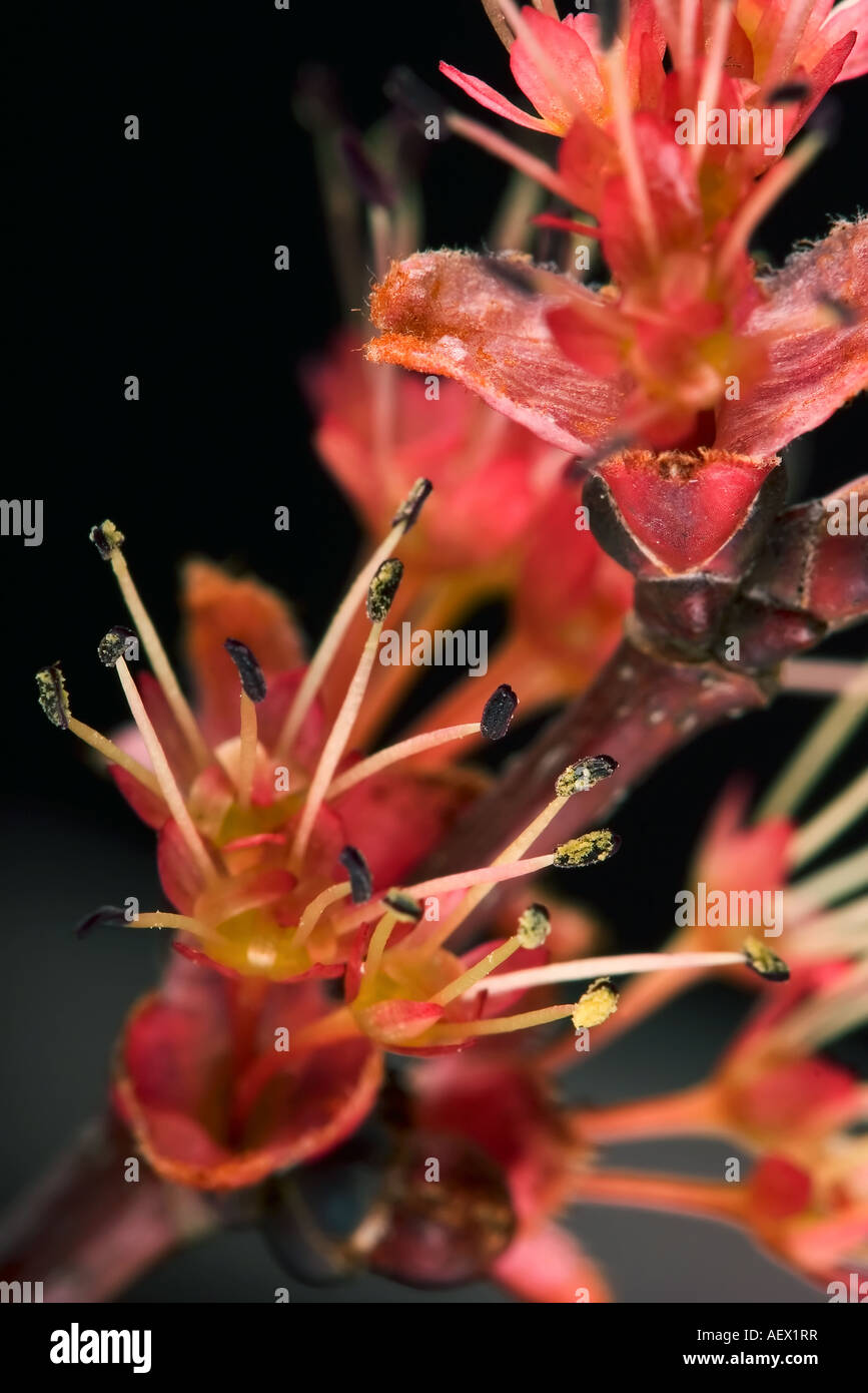 Macro photo of maple blossoms Stock Photo - Alamy