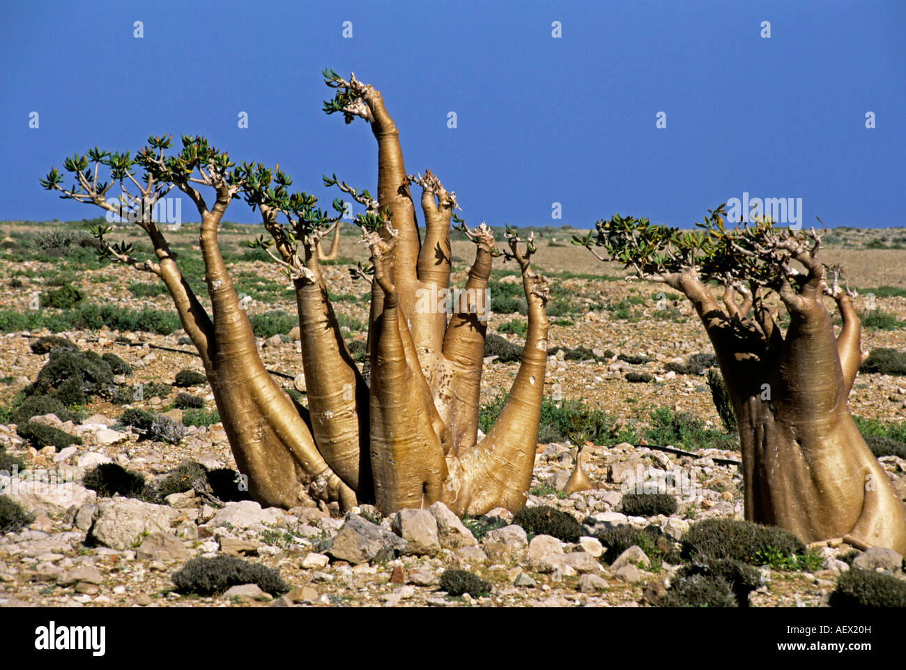 Socotra island plants hi-res stock photography and images - Alamy