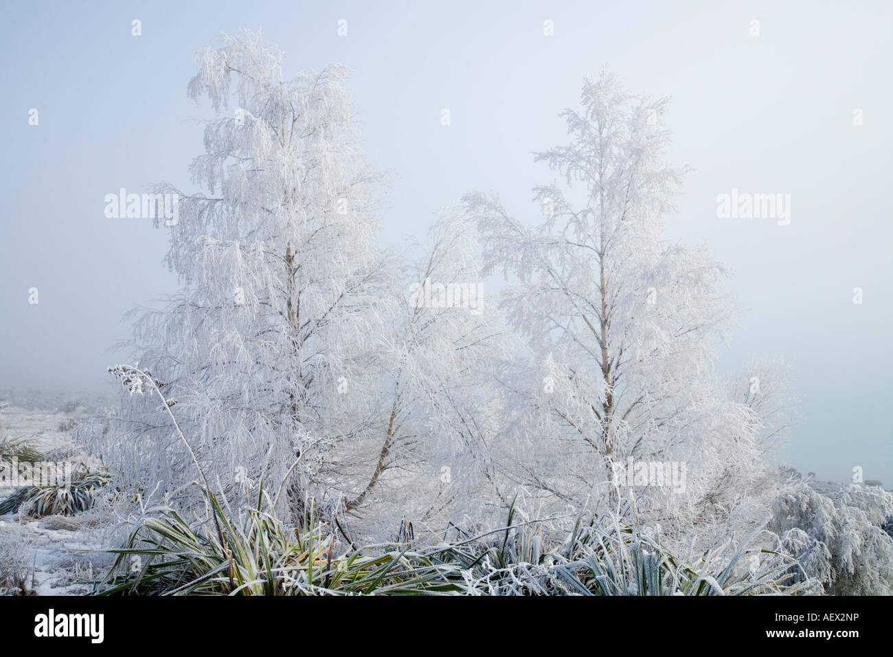 Hore frost hi-res stock photography and images - Alamy
