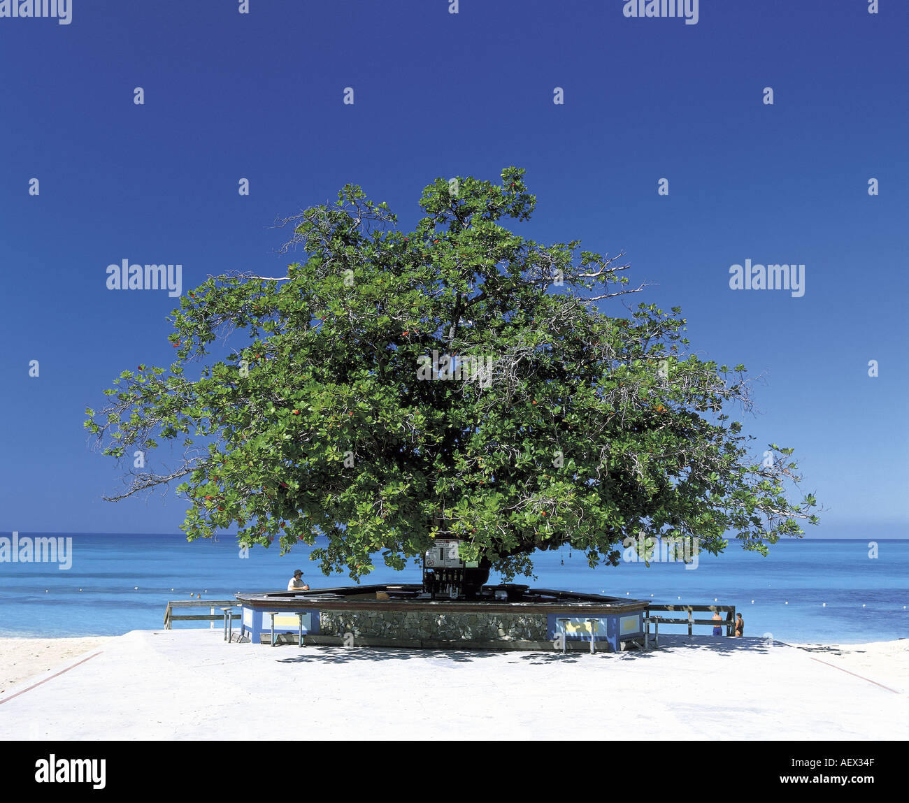 Tree Bar Cornwall Beach MONTEGO BAY JAMAICA Stock Photo - Alamy