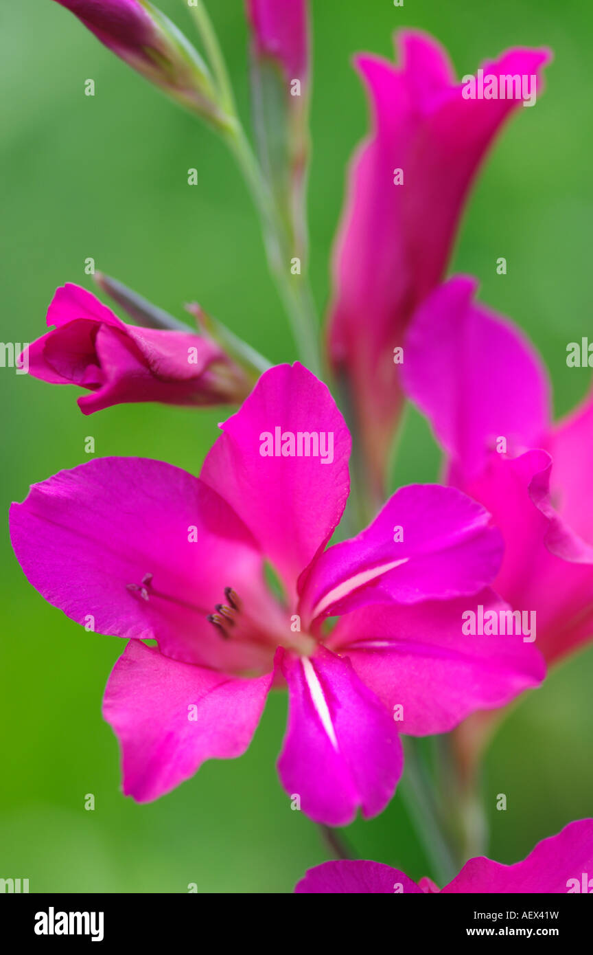Close-up portrait of Flower Gladiolus communis byzantinus Stock Photo ...