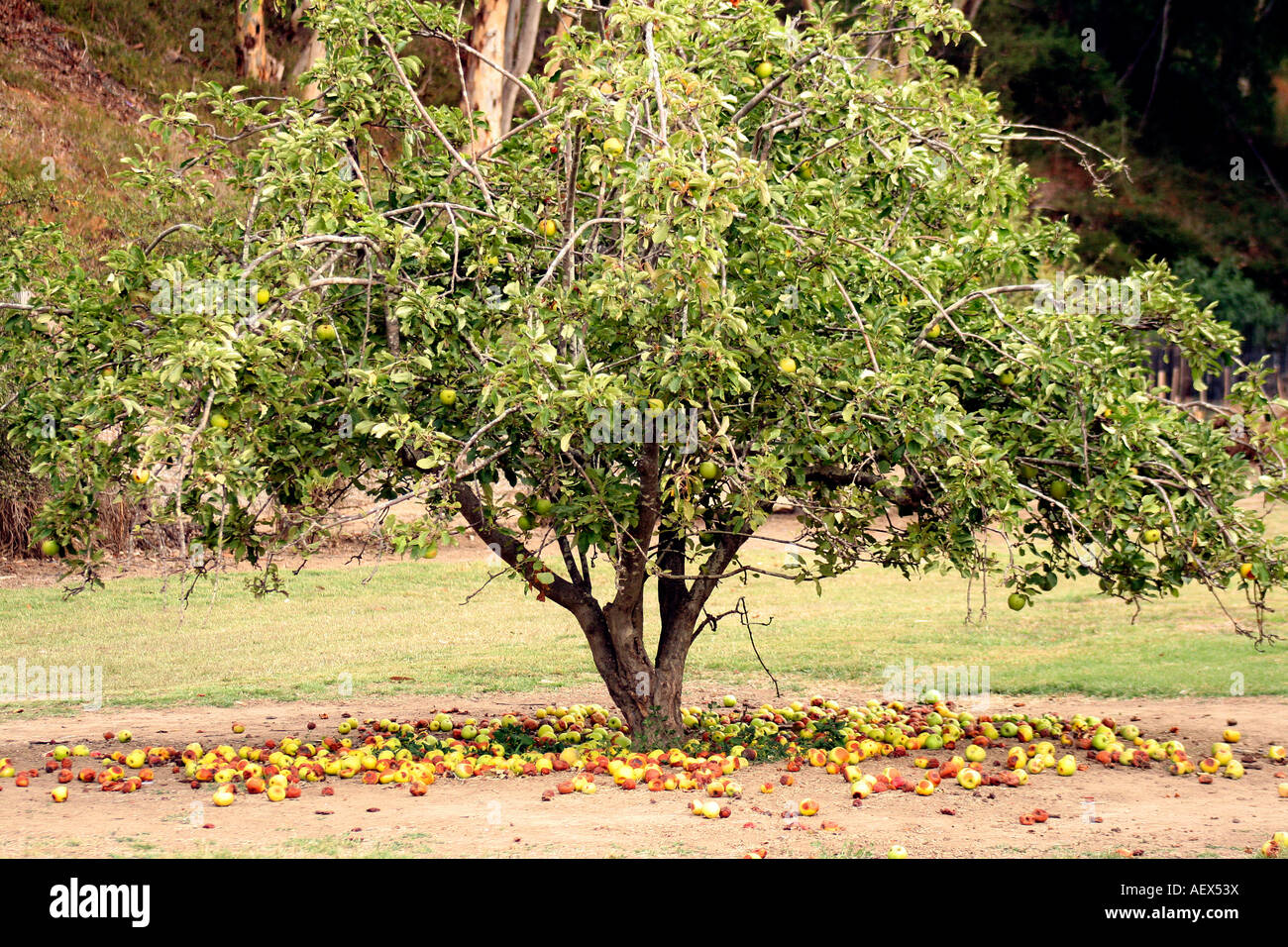 Apples fallen from the tree Stock Photo - Alamy