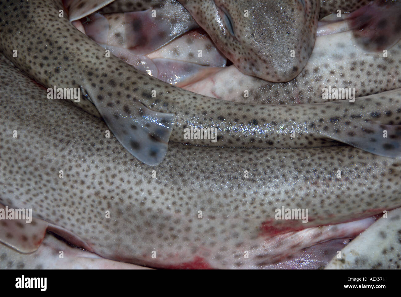 Dogfish hi-res stock photography and images - Alamy