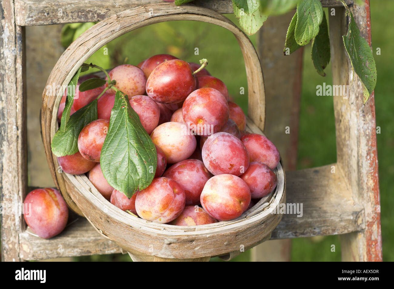Victoria plums basket hi-res stock photography and images - Alamy