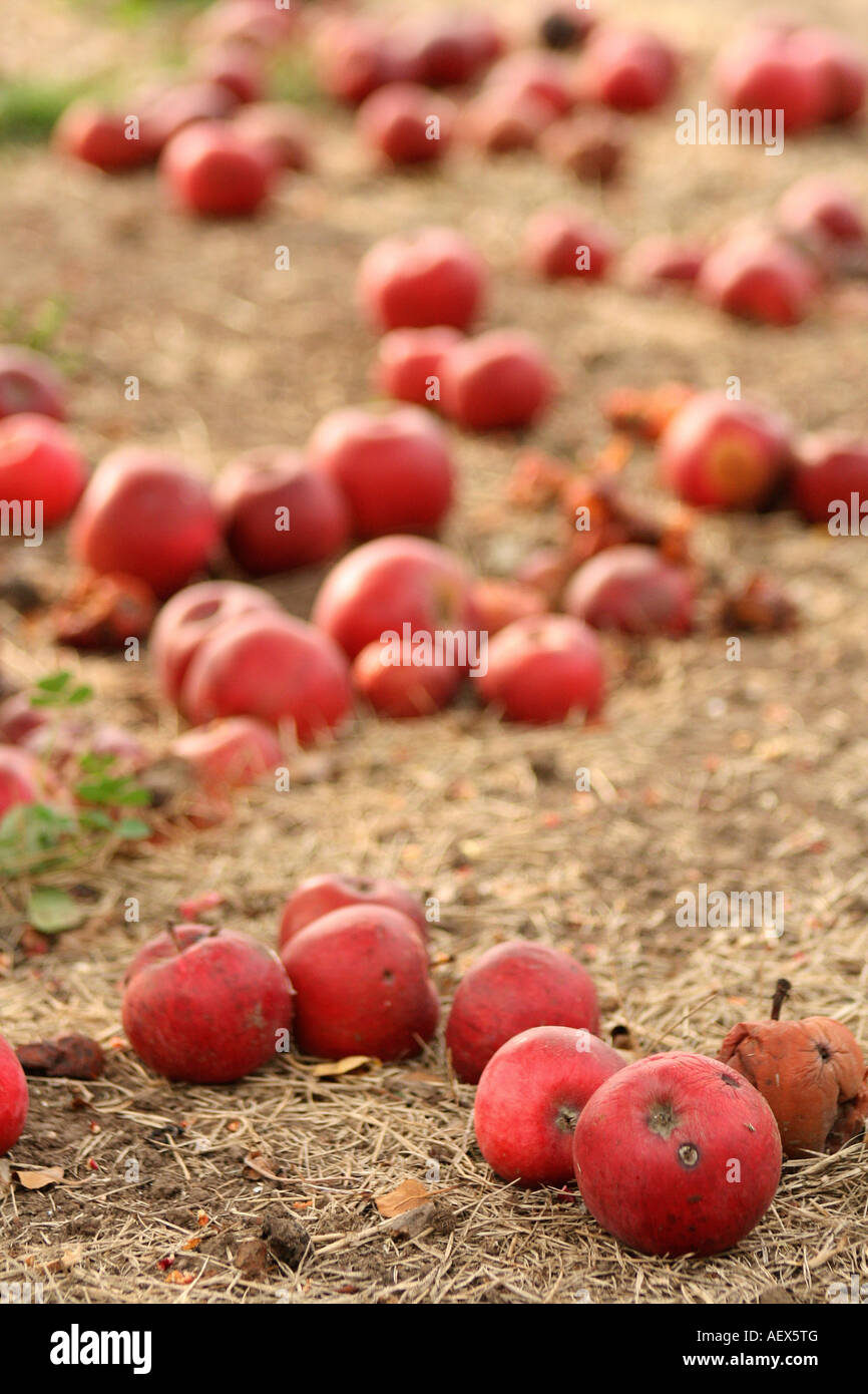 Dropped apples hi-res stock photography and images - Alamy
