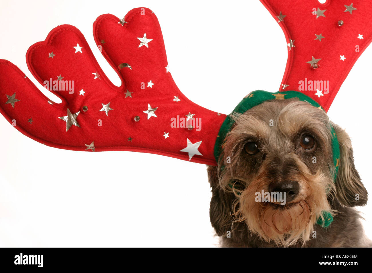 Black tan dachshund wearing white hi-res stock photography and images ...