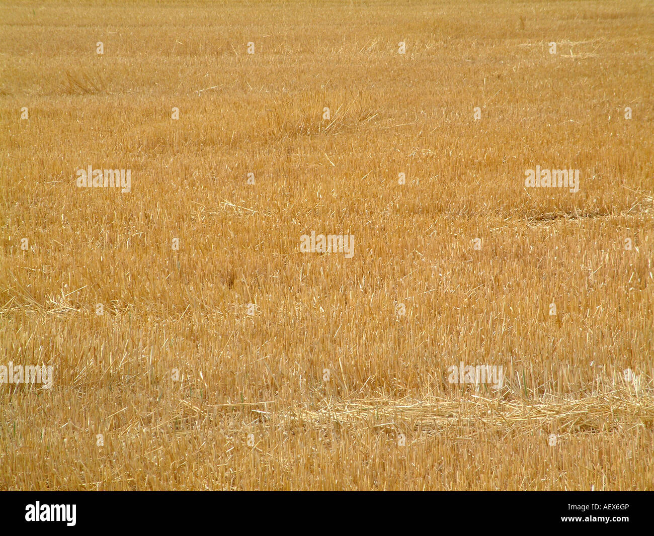 stubble field, Norfolk, England Stock Photo - Alamy