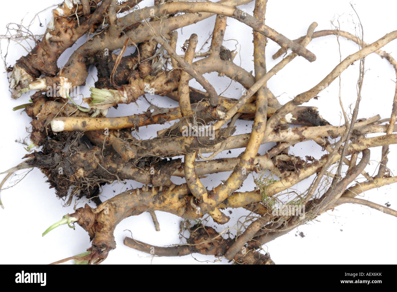Dug up plant roots hi-res stock photography and images - Alamy