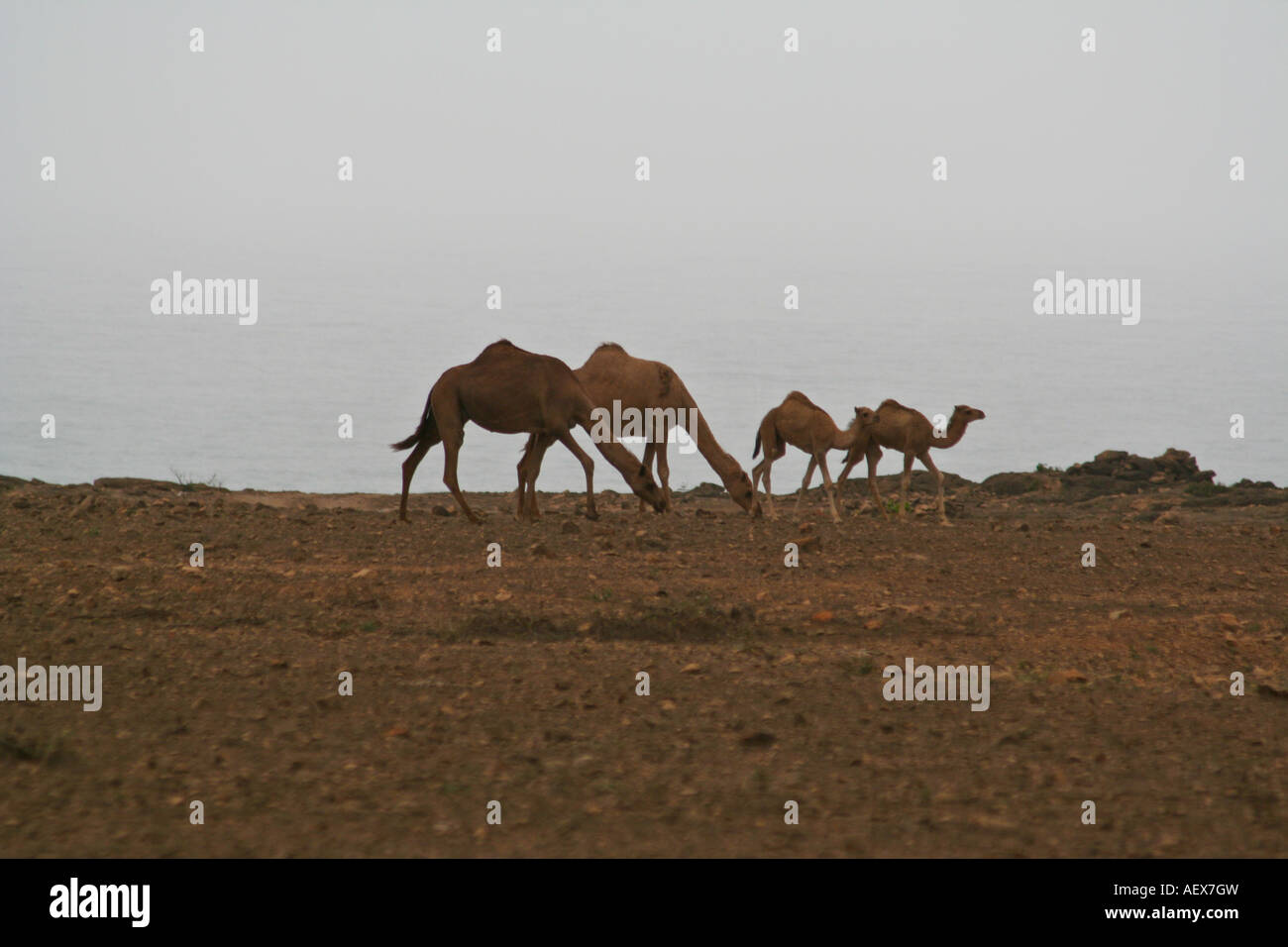 Line of Camels in Seaside Mist During Kharif or Summer Monsoon Salalah ...