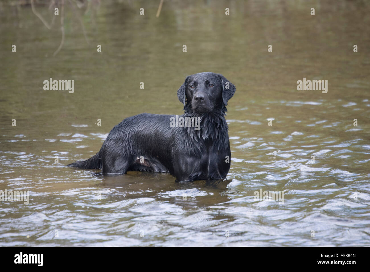 Young black Labrador dog standing in water River Wye UK Stock Photo - Alamy