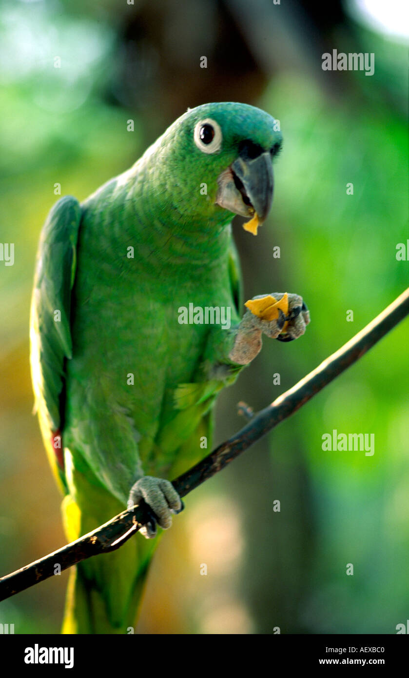 Costa Rica green parrot Stock Photo - Alamy
