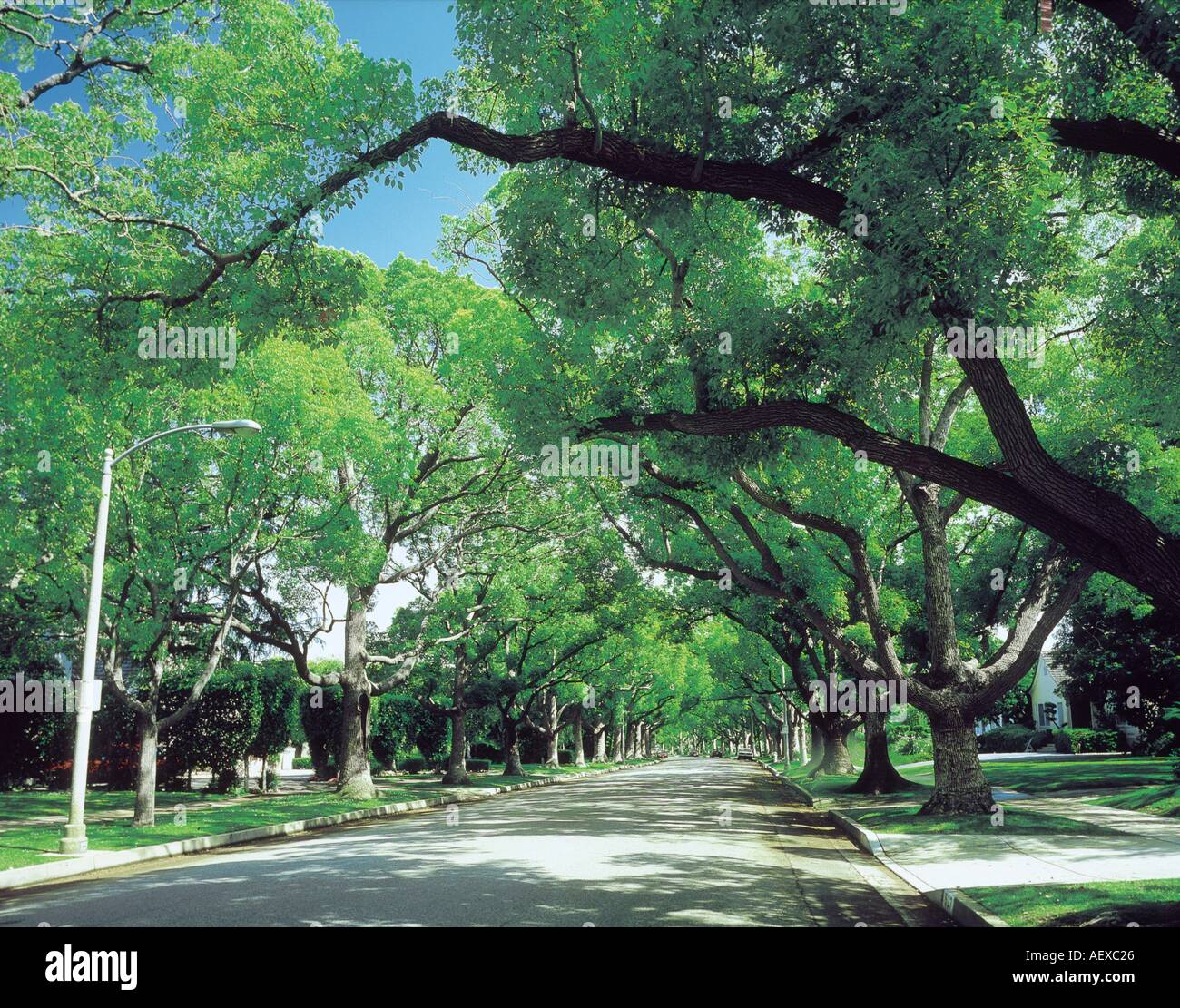 Boulevard in Beverly Hills LOS ANGELES USA Stock Photo - Alamy