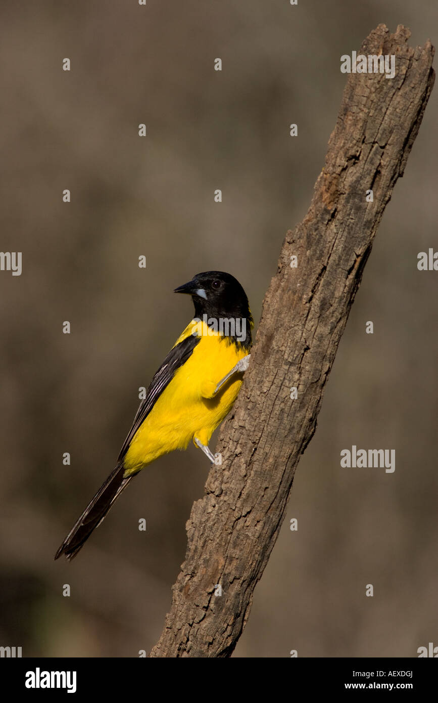 Audubons oriole hi-res stock photography and images - Alamy