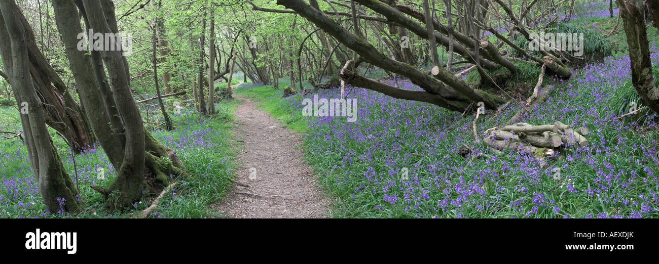 Bluebells flowering in coppice woodland Kent England Stock Photo - Alamy