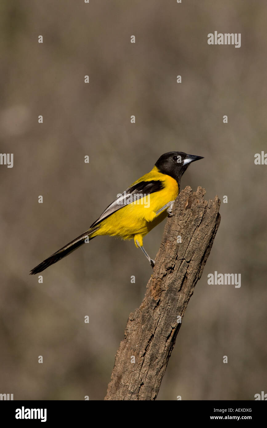 Audubons Oriole High Resolution Stock Photography and Images - Alamy