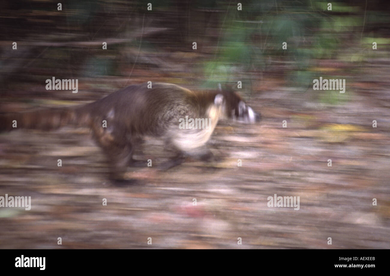 Pizote hi-res stock photography and images - Alamy