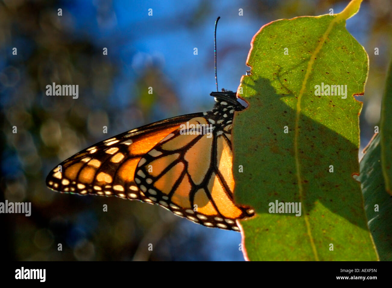 Monarch Butterfly and it's shadow II Stock Photo - Alamy
