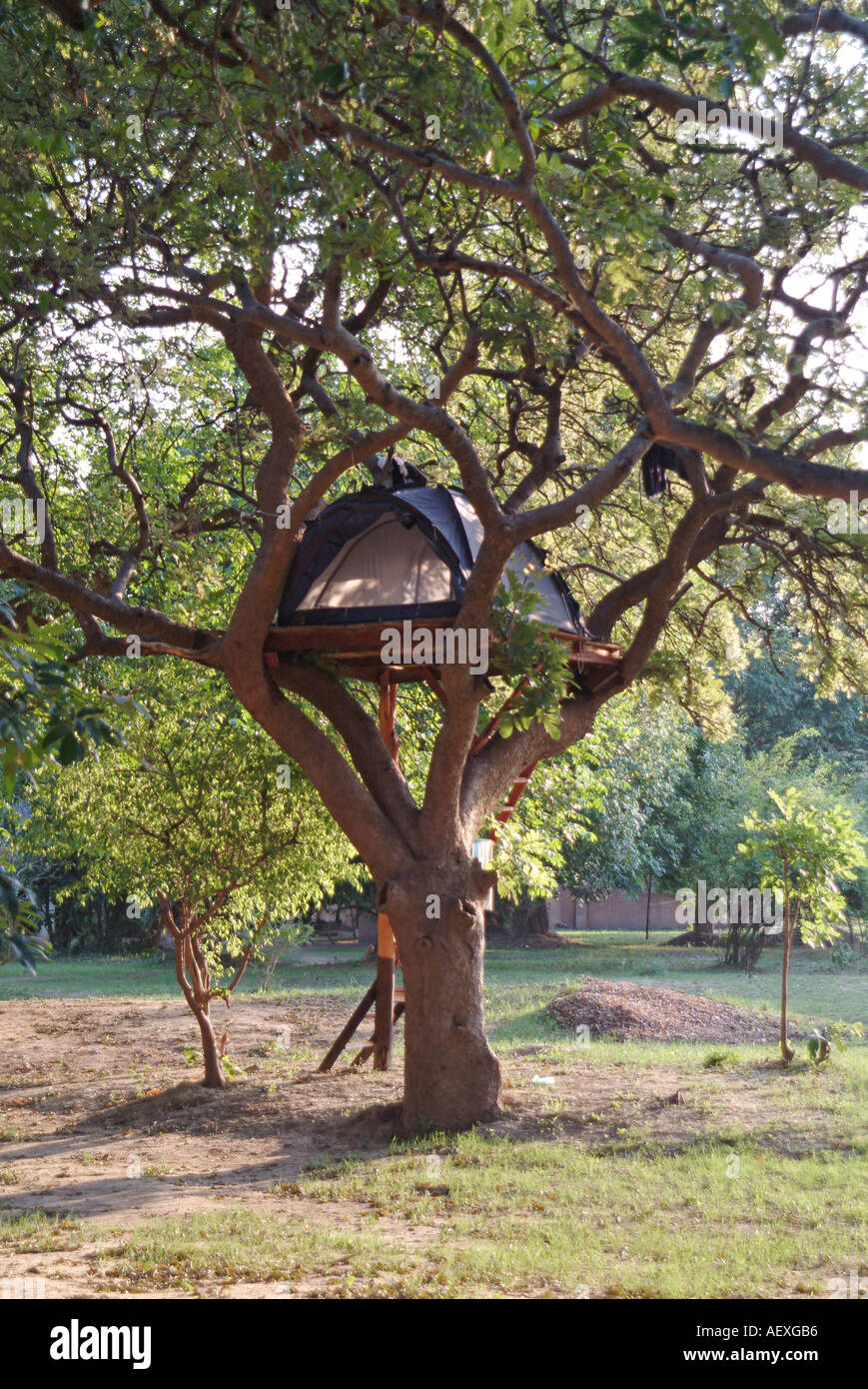 Platform tree flatdogs camp hi-res stock photography and images - Alamy