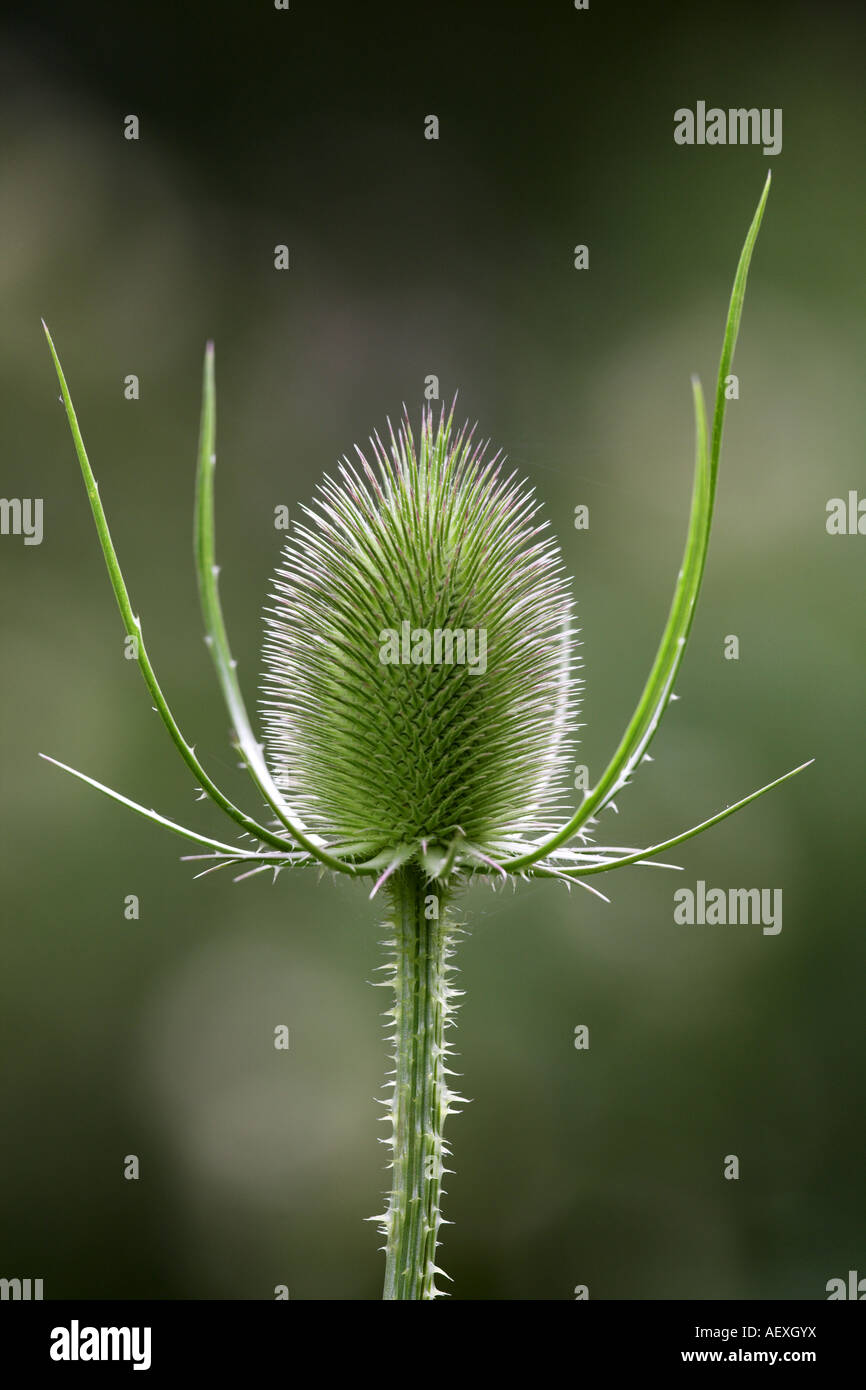 Wild Teasel Dipsacus fullonum flower / seedhead @ Potteric Carr Nature ...