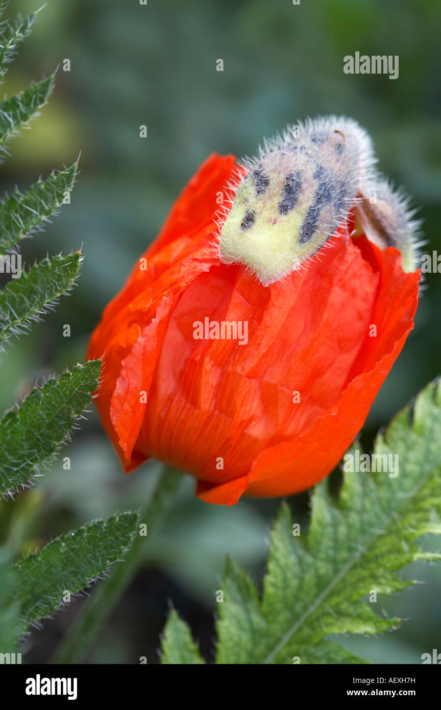Red Oriental Poppy Papaver orientale flower emerging from case Stock ...