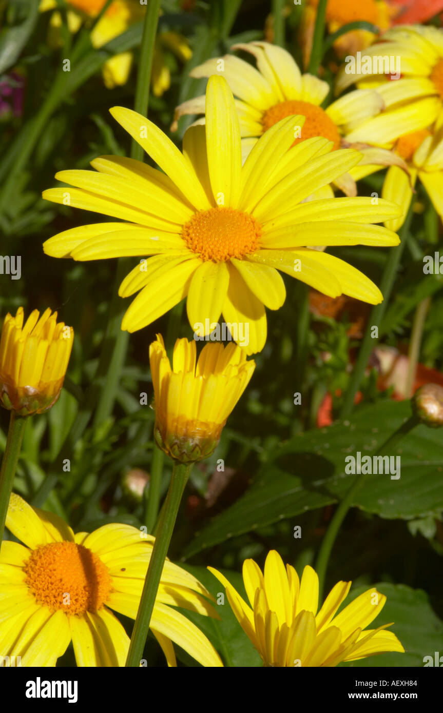 Yellow Flower possibly a type of daisy at Caldecott Park Rugby Stock ...