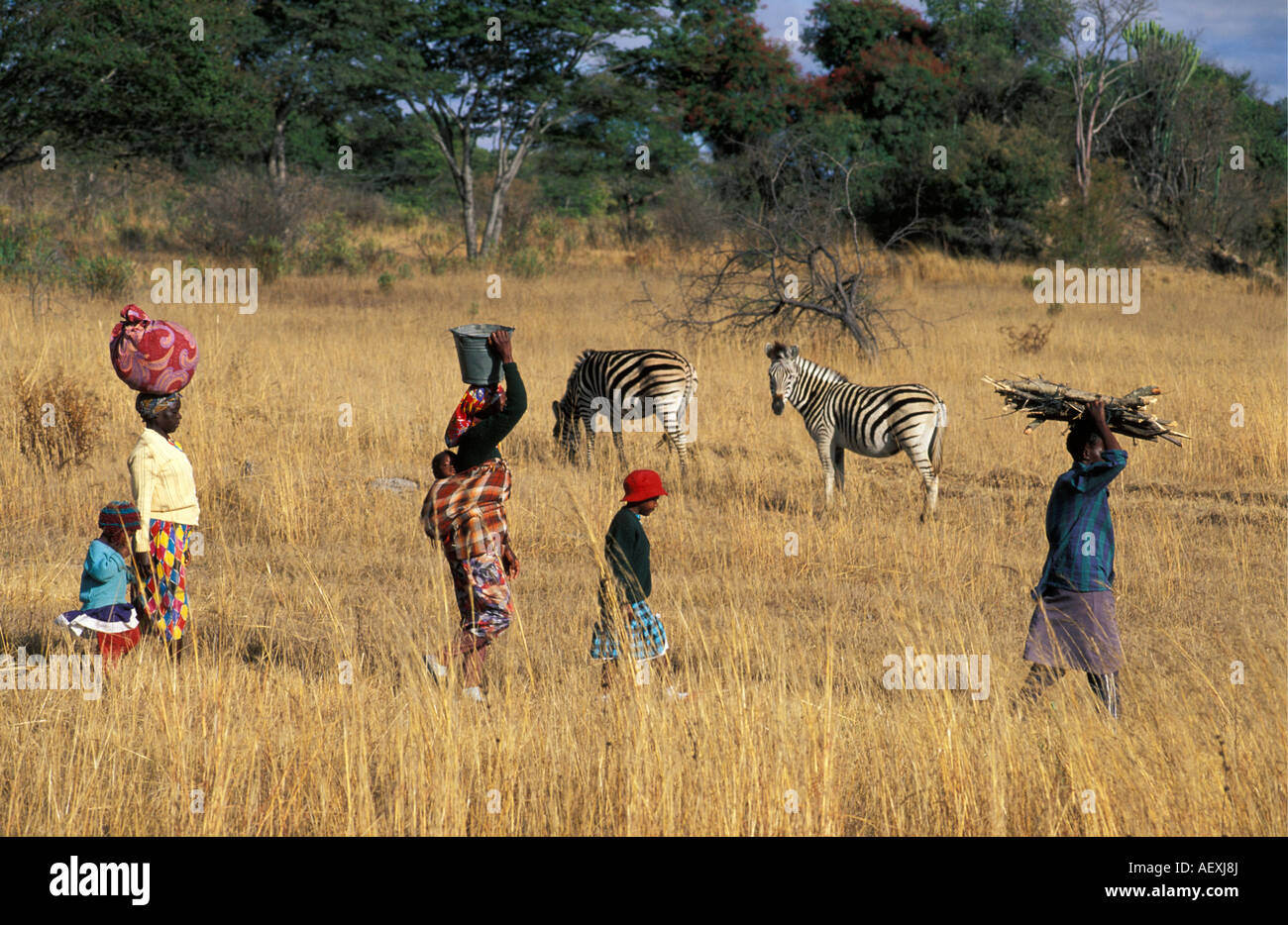 Zimbabwe Harare People walking through dry grass with zebras in ...