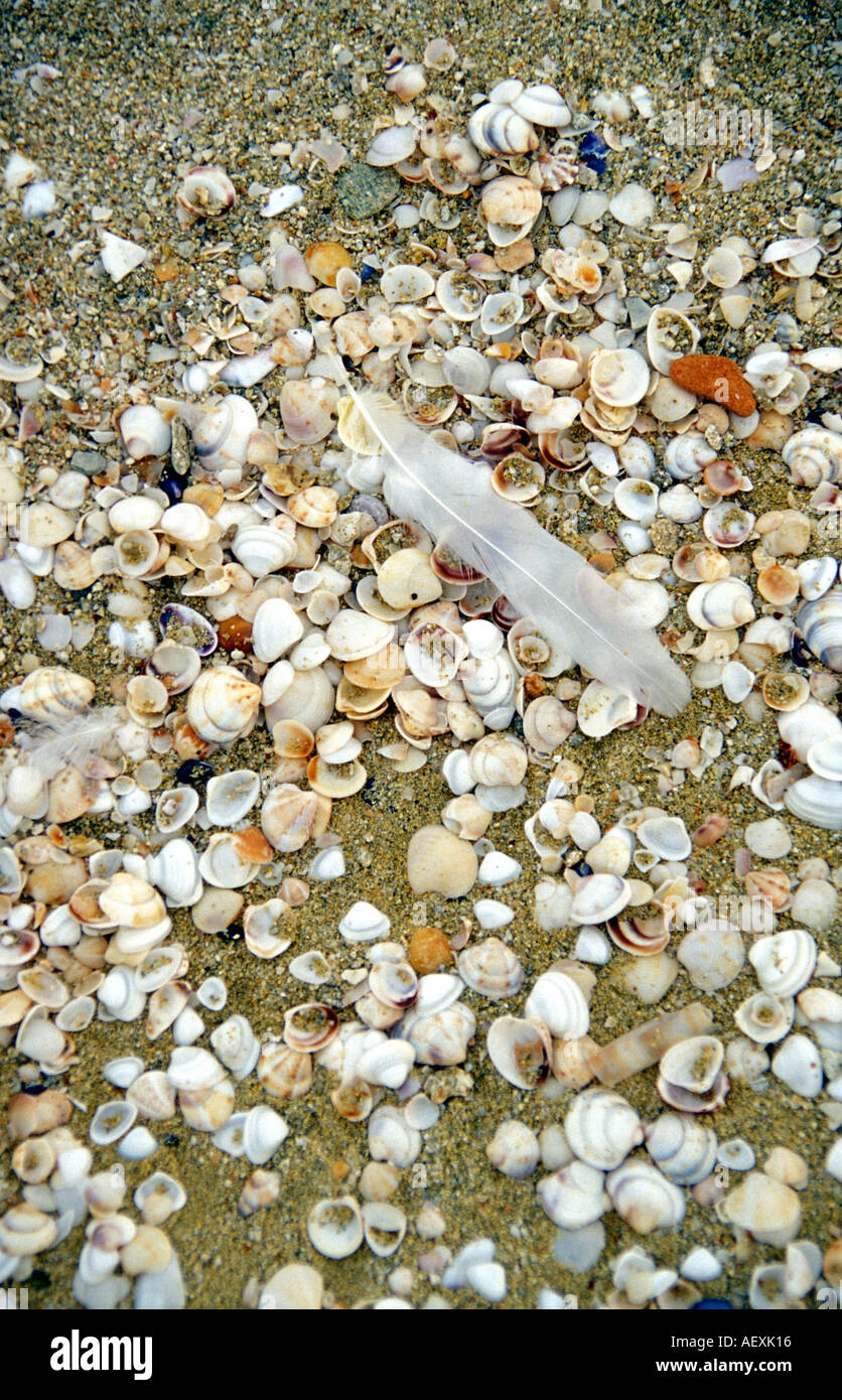 Feather and Shells on Beach Stock Photo - Alamy