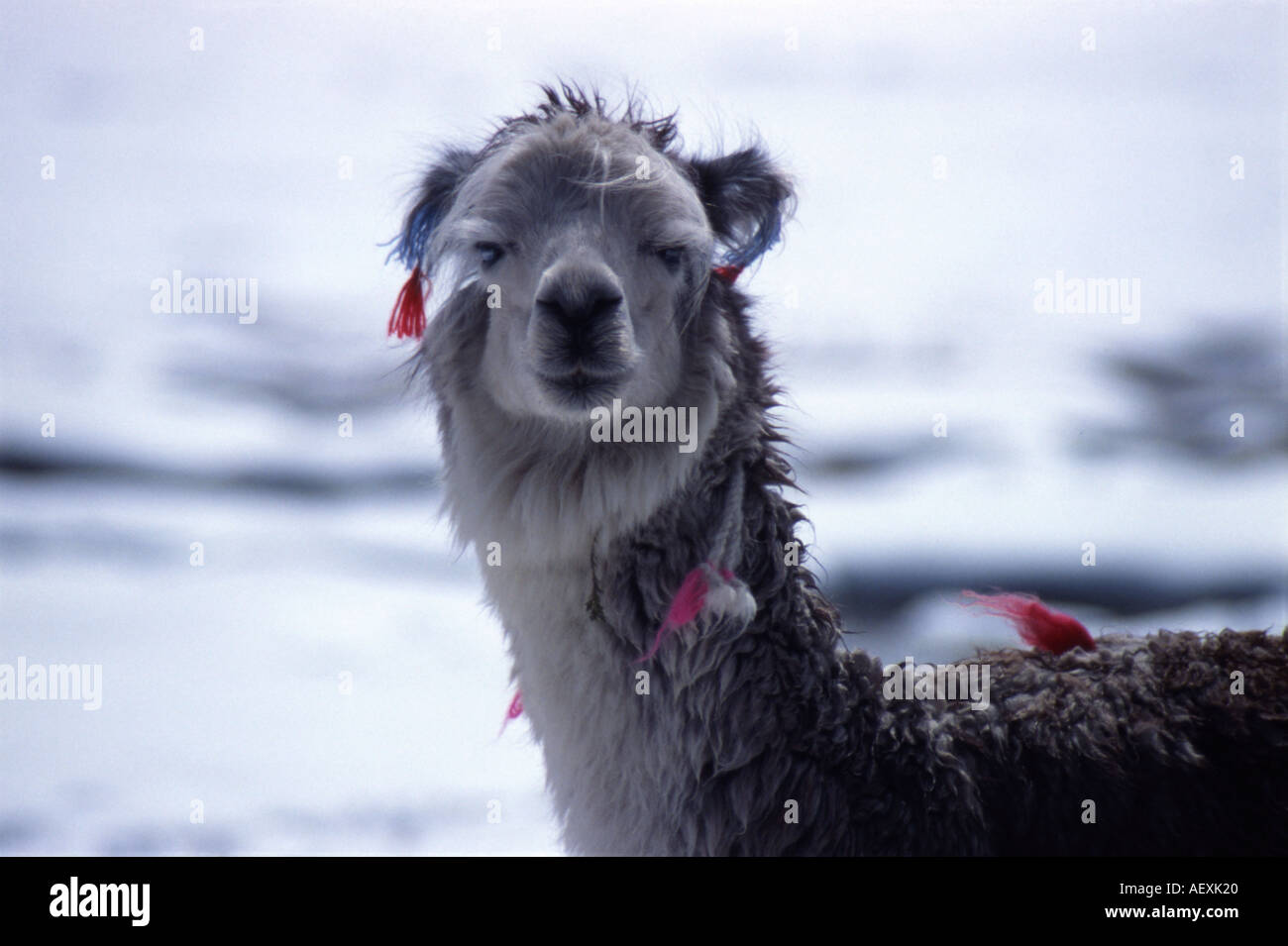 A single llama face on with red and blue tassles in the snow Parque ...