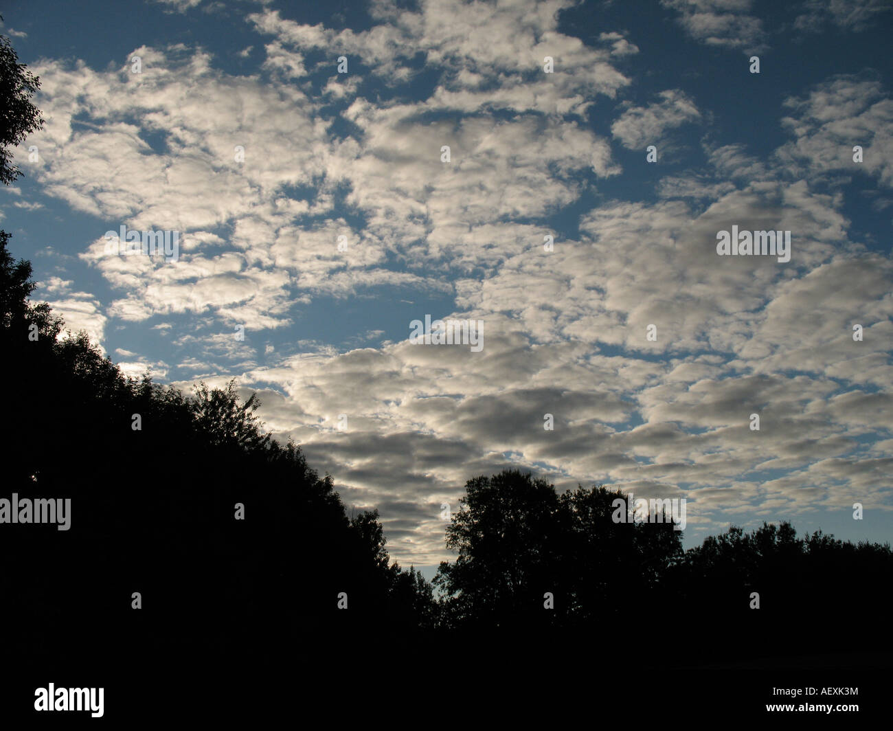 Tree line with clouds Stock Photo - Alamy