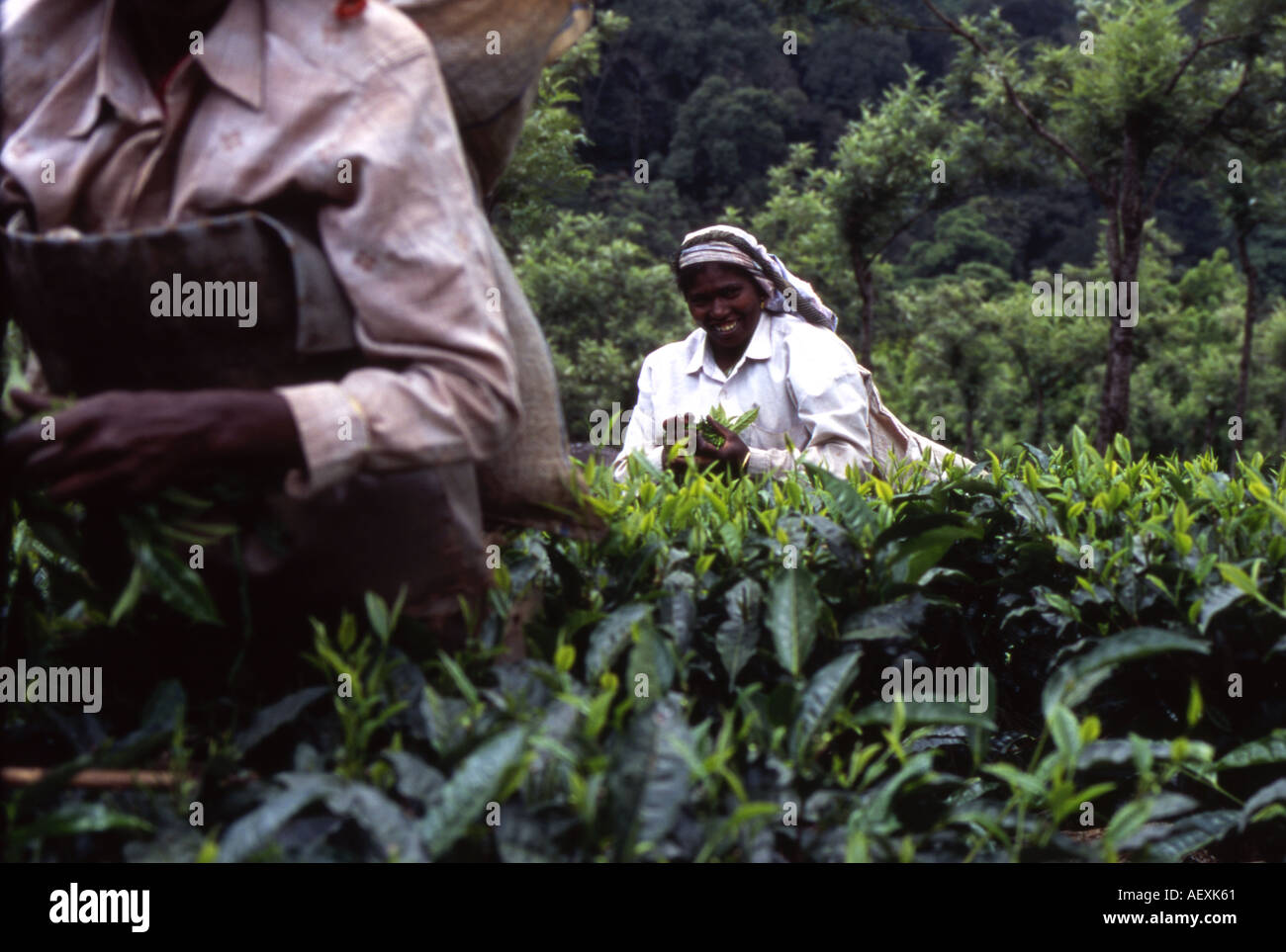 Women tea pickers one woman smiling tea plantation Western Ghats Kerala ...