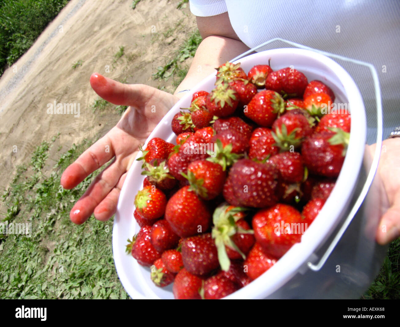 P y o strawberries hi-res stock photography and images - Alamy