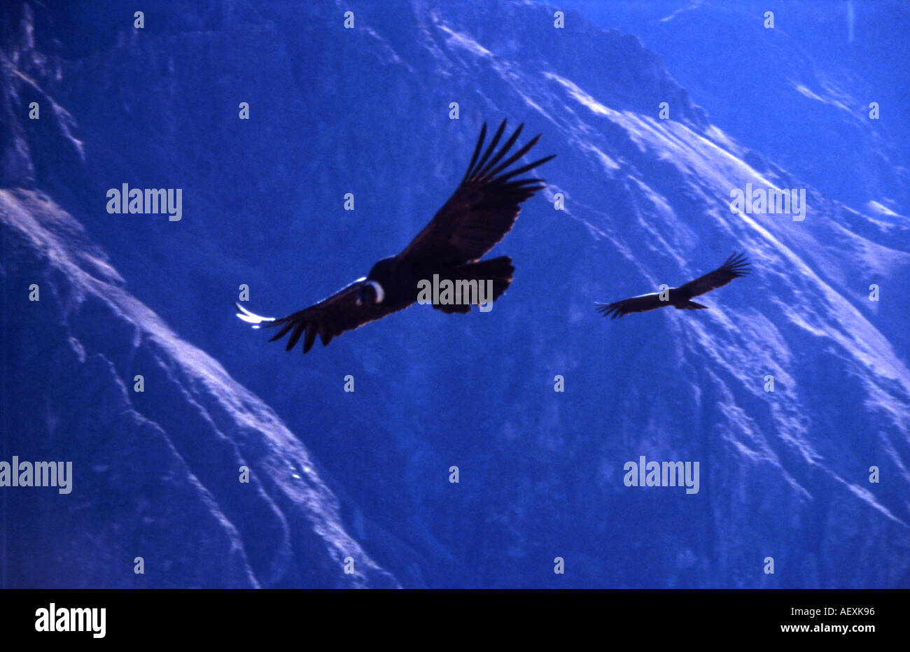 A pair of condors soar above the Andes mountains, Colca Canyon, Peru ...