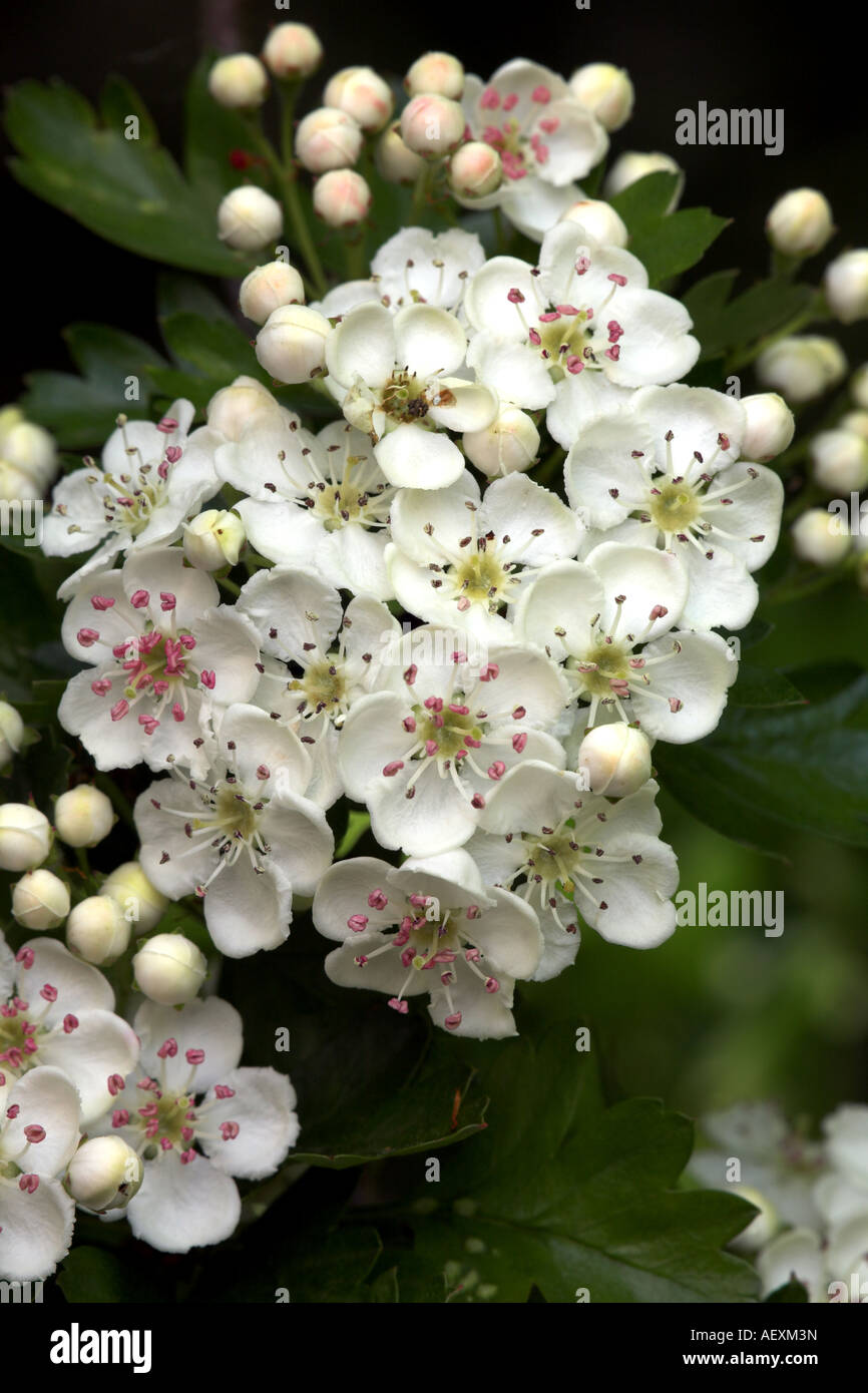 Hawthorn Crataegus monogyna showing flowers & buds @ Potteric Carr ...